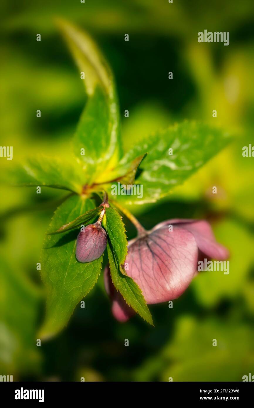 Single hellebores flower with out of focus background, semi-abstract ...