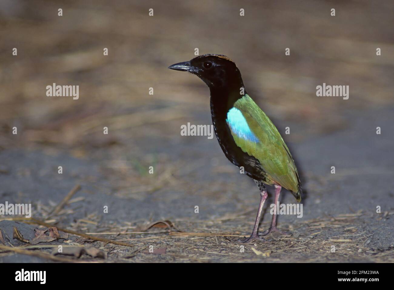 Wildlife birds darwin australia hi-res stock photography and images - Alamy