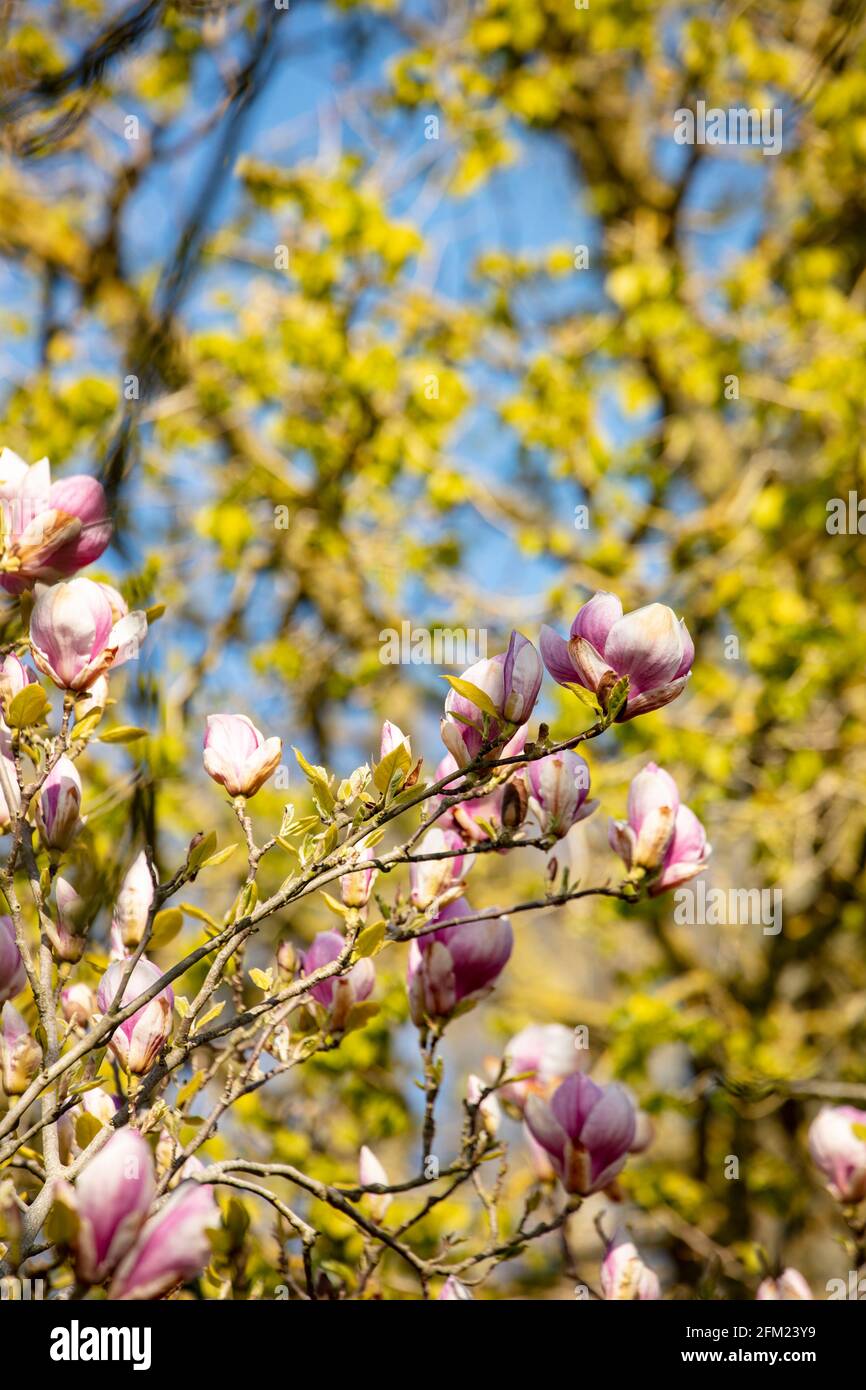 Magnolia blossom in bright sunshine Stock Photo - Alamy