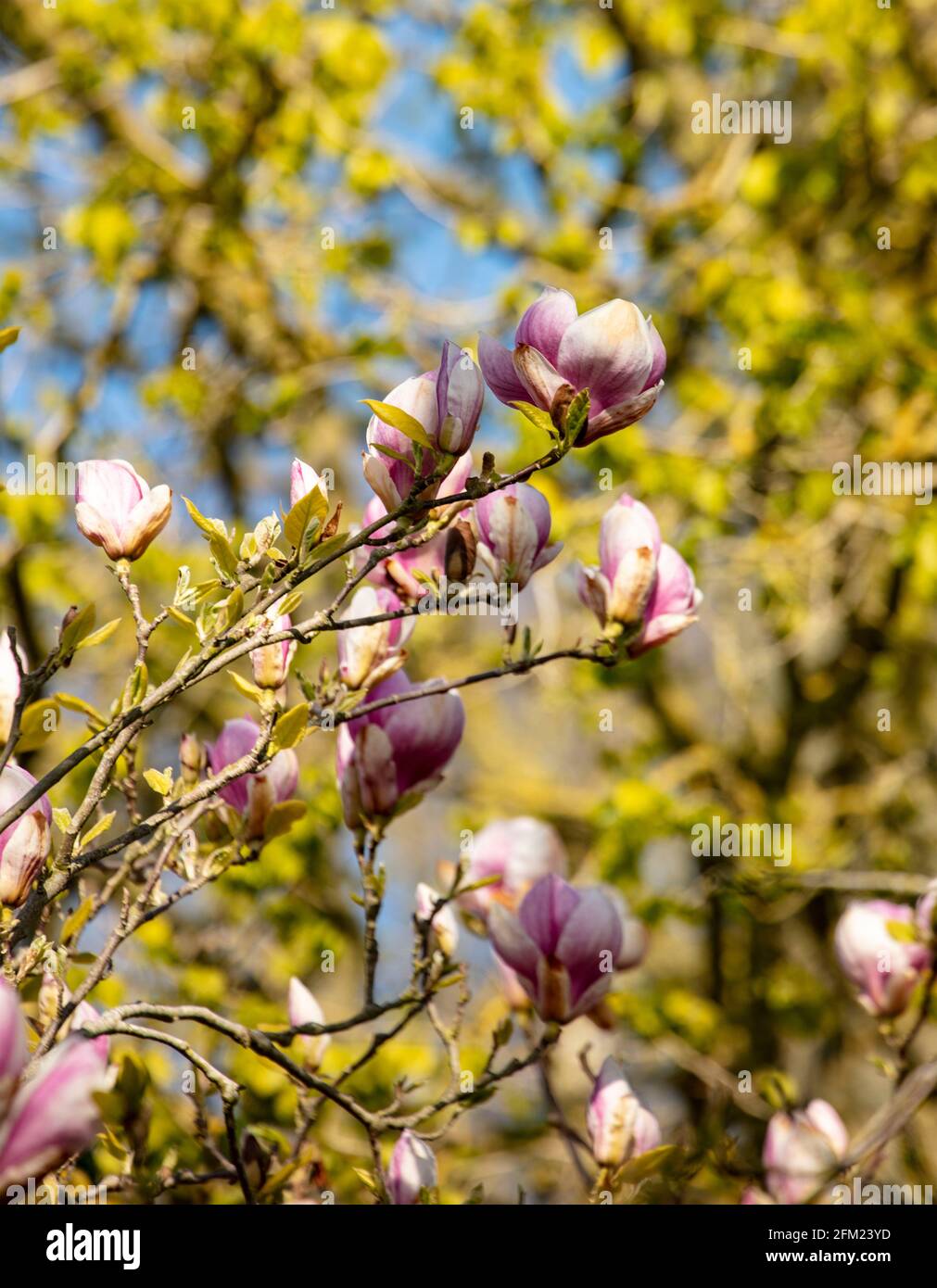 Magnolia blossom in bright sunshine Stock Photo - Alamy