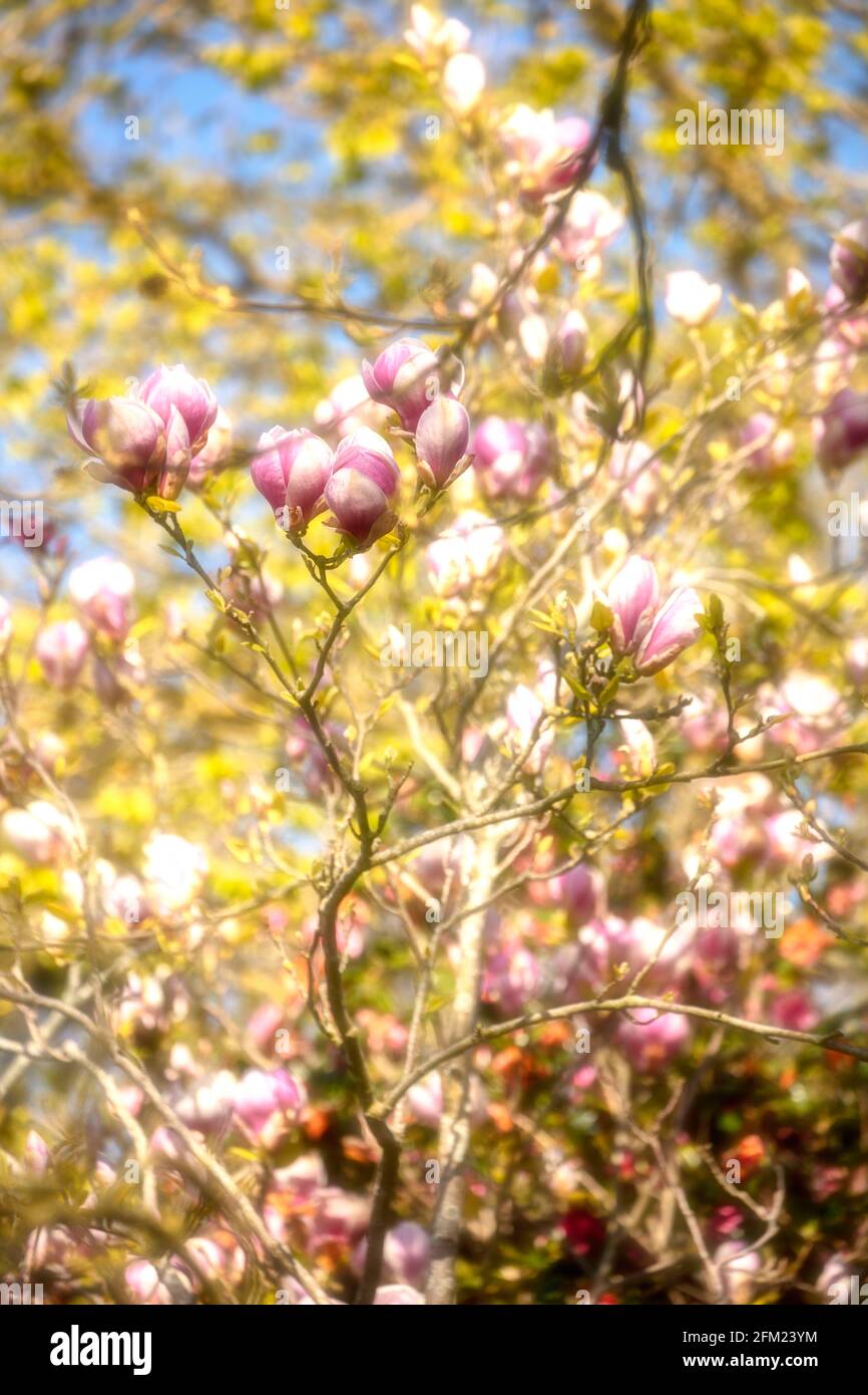 Magnolia blossom in bright sunshine Stock Photo - Alamy