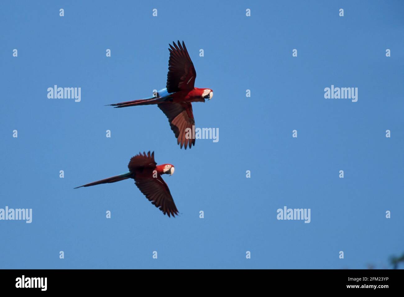 Macaws flying in rainforest hi-res stock photography and images - Alamy