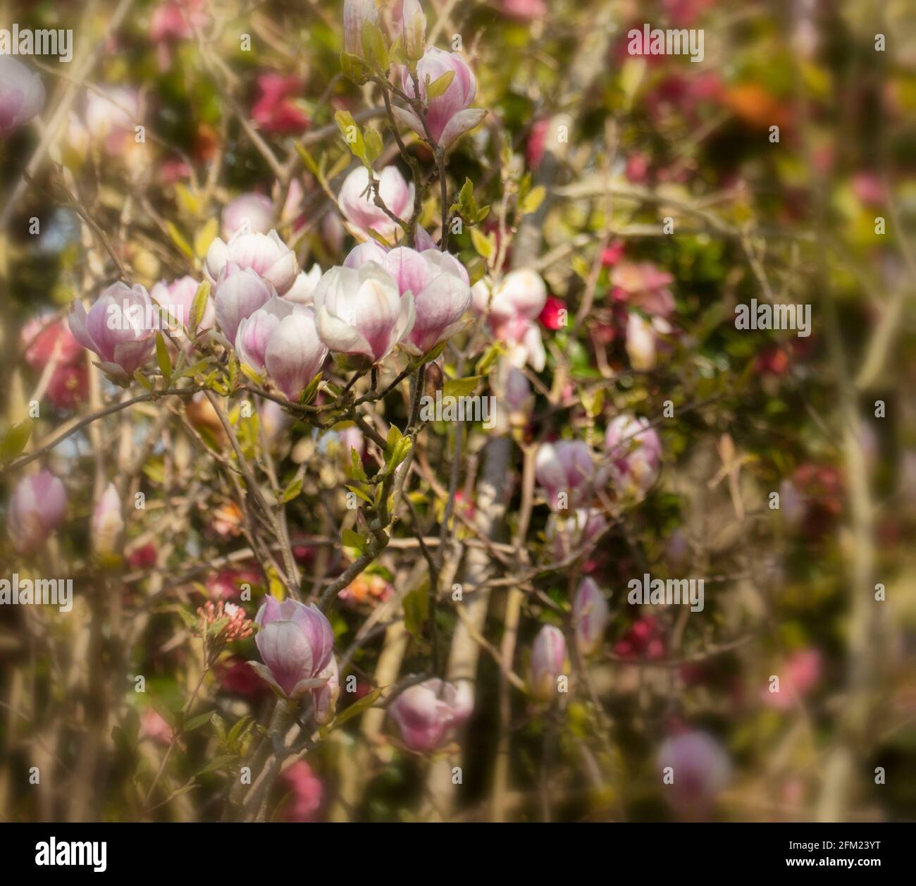 Magnolia blossom in bright sunshine Stock Photo - Alamy