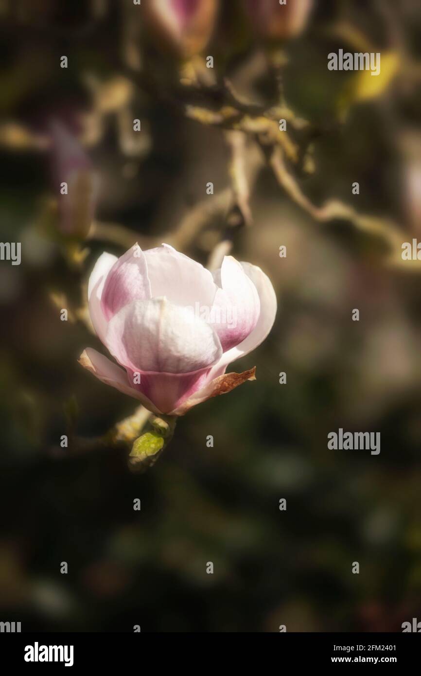 Magnolia blossom in bright sunshine Stock Photo - Alamy