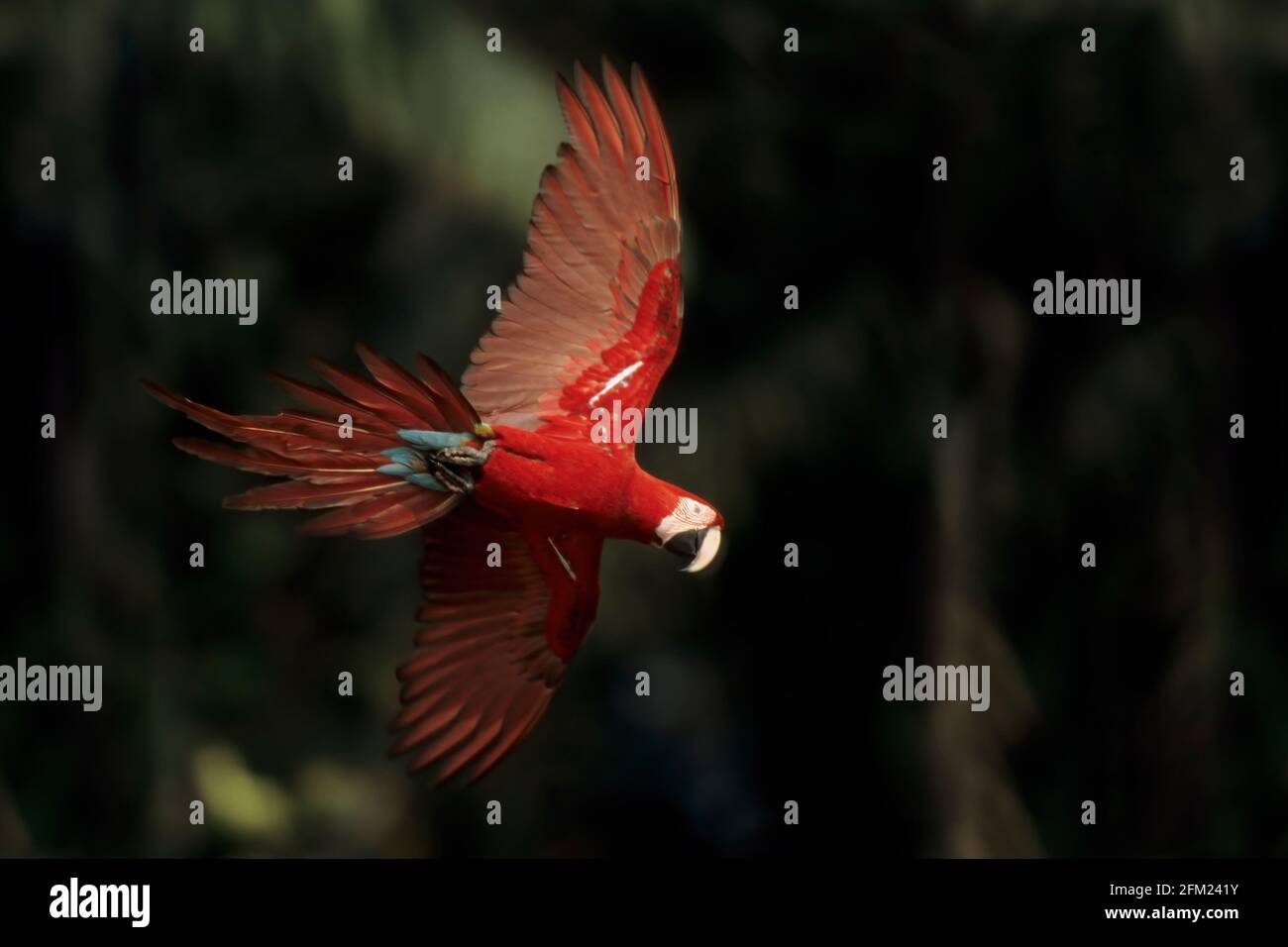 Red & Green Macaw in flight across rainforest Ara chloroptera Manu ...