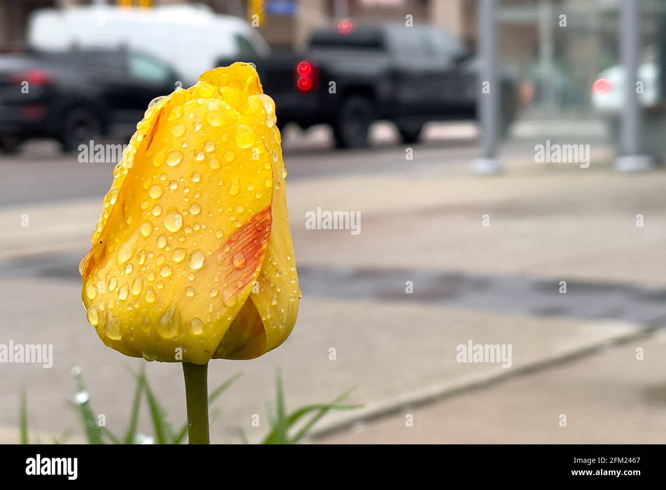 tulip flower in Toronto, Canada Stock Photo - Alamy