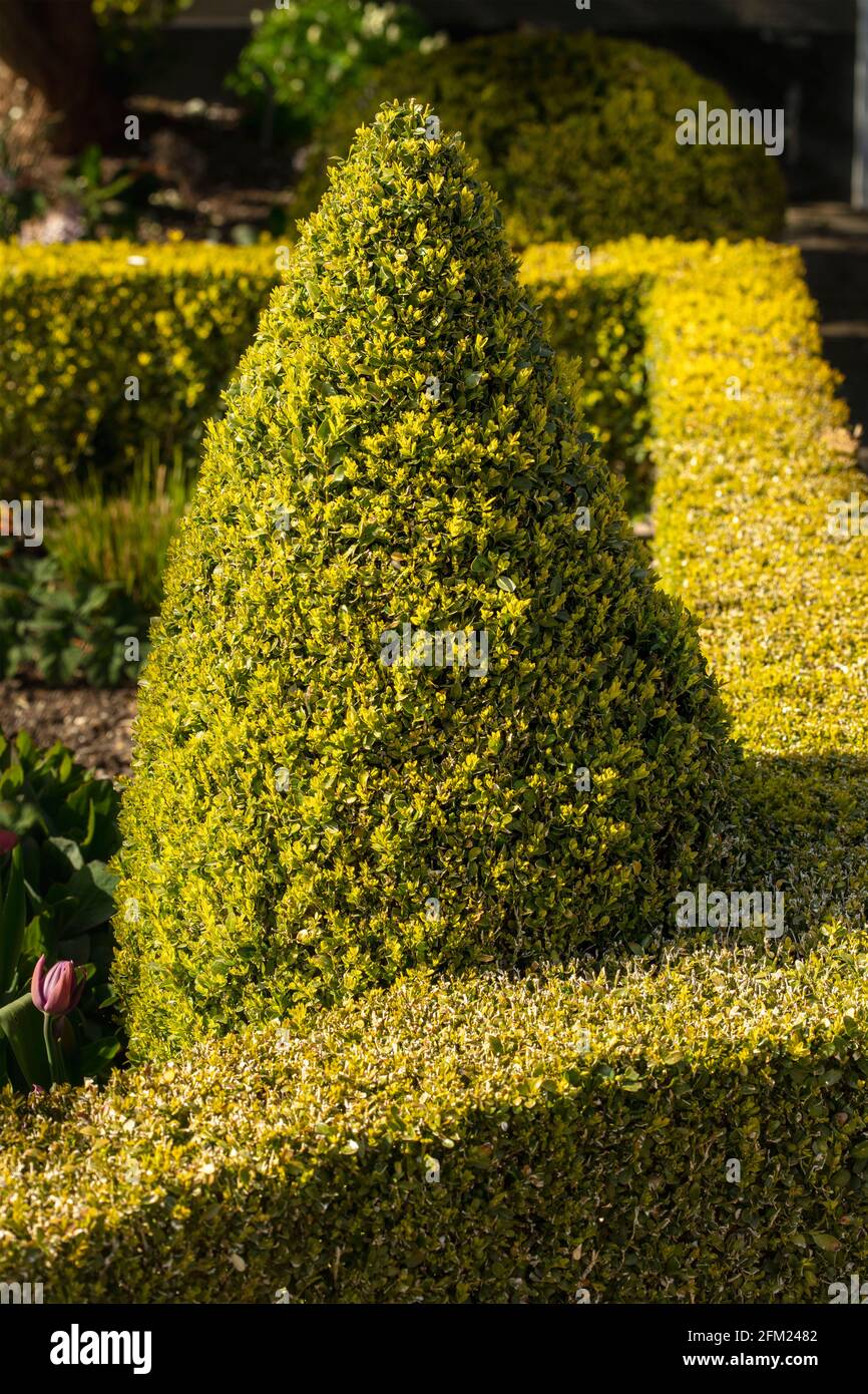 Shaped (topiary) Buxus sempervirens, common box, European box Stock ...