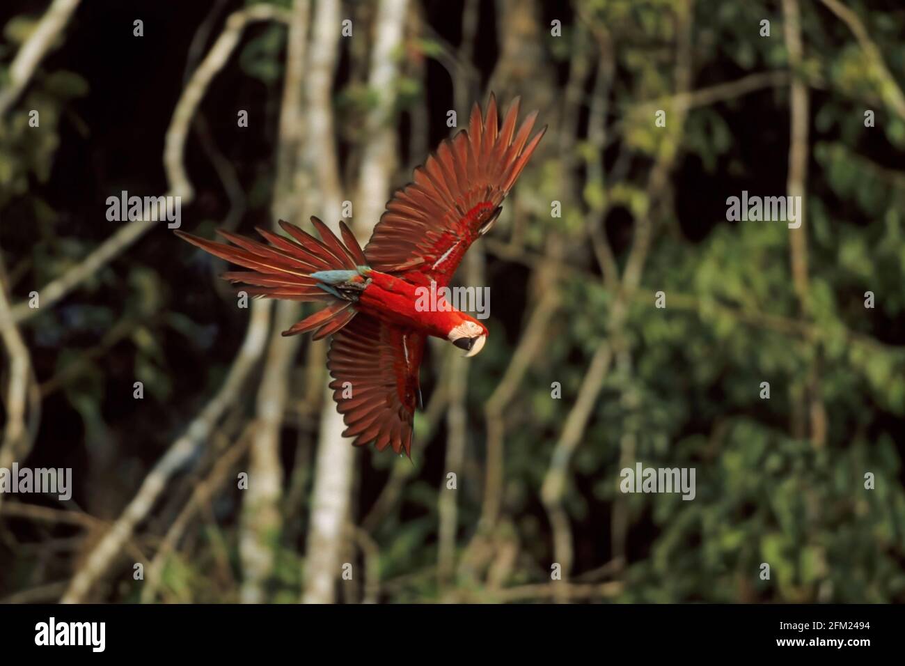 Red & Green Macaw in flight across rainforest Ara chloroptera Manu ...