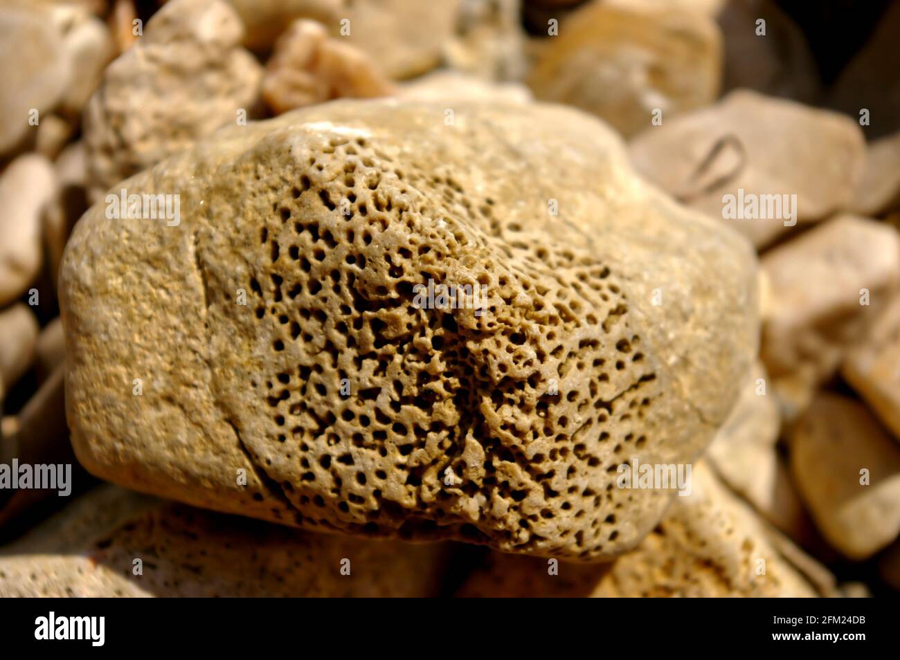 Fossil coral hi-res stock photography and images - Alamy