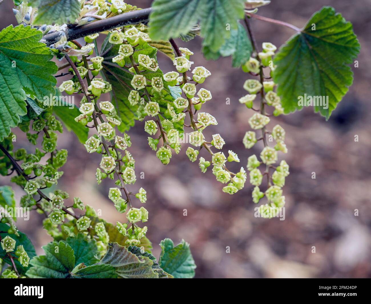 Currant bush hi-res stock photography and images - Alamy