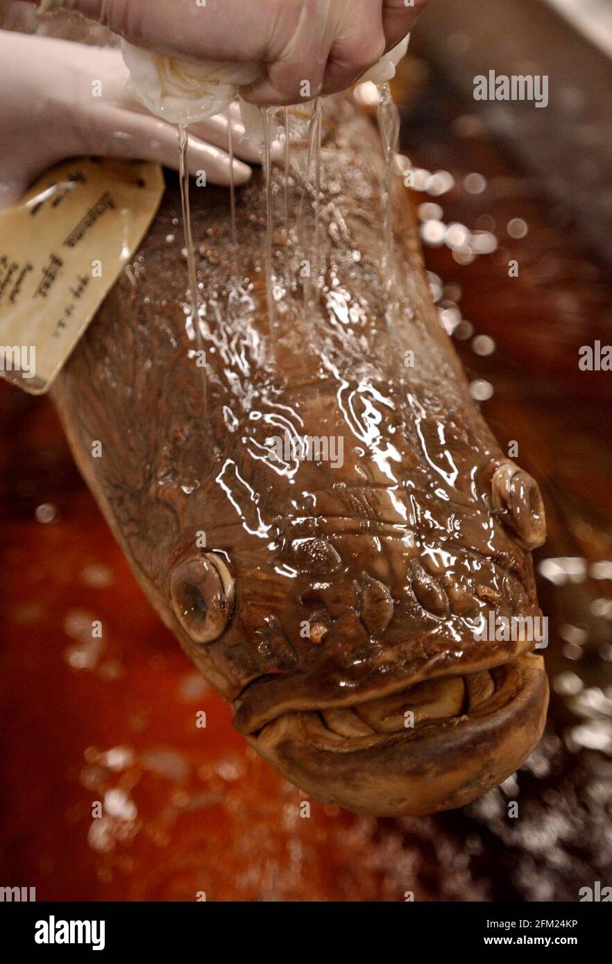 Fish curator at the Natural History Museum's new Charles Darwin wing ...