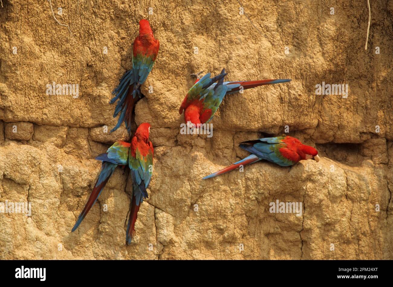 Amazon rainforest clay hi-res stock photography and images - Alamy