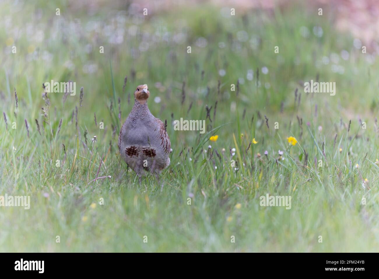 Grey patridge bird hi-res stock photography and images - Alamy