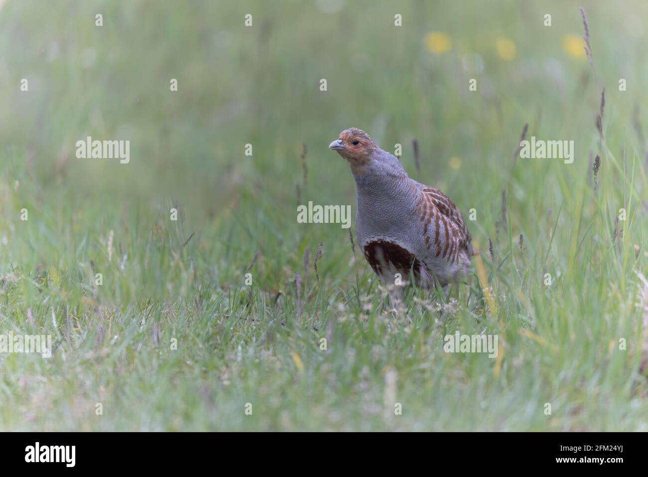 Grey partridge perdix perdix female hi-res stock photography and images ...