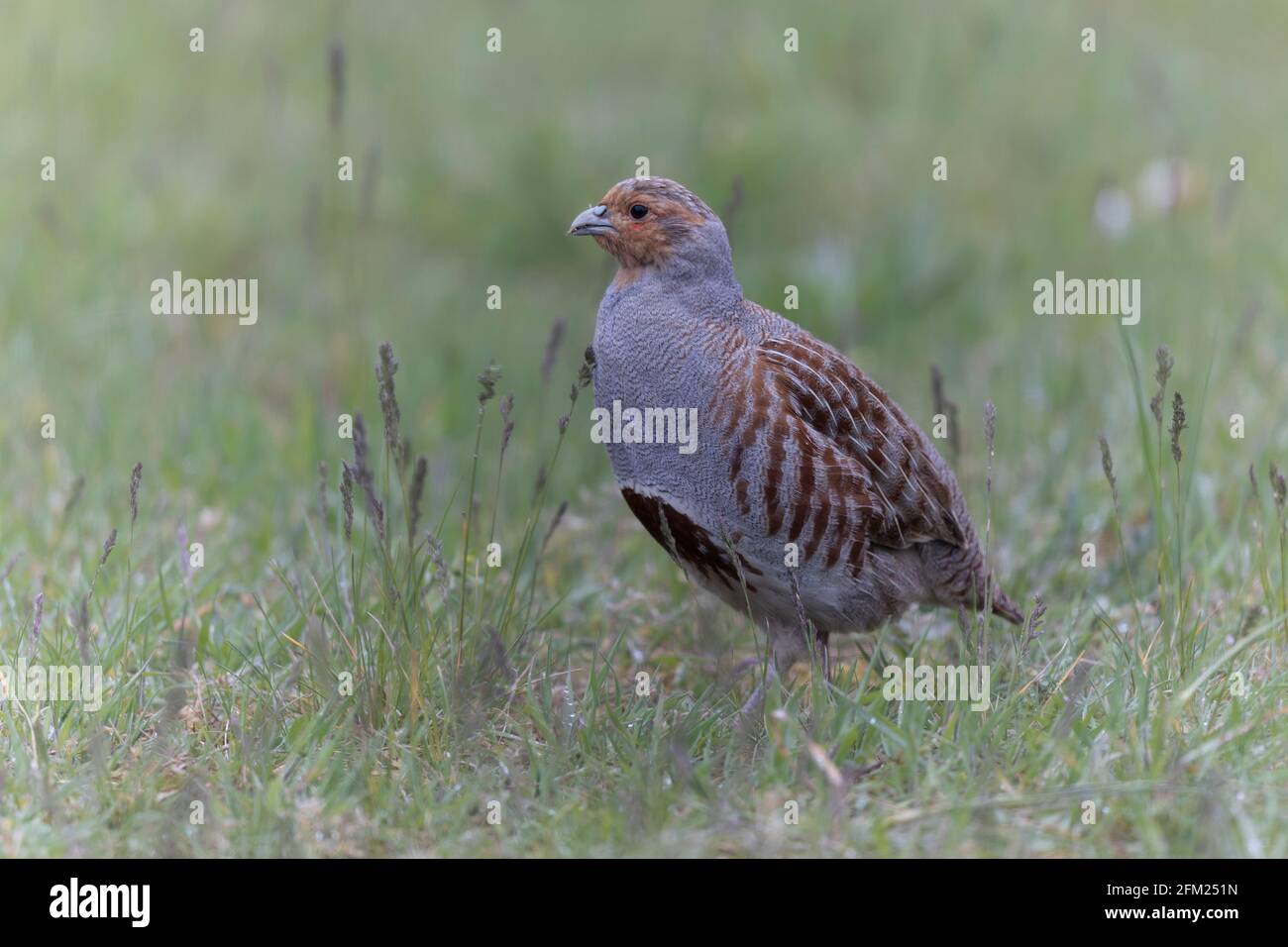 Grey patridge bird hi-res stock photography and images - Alamy