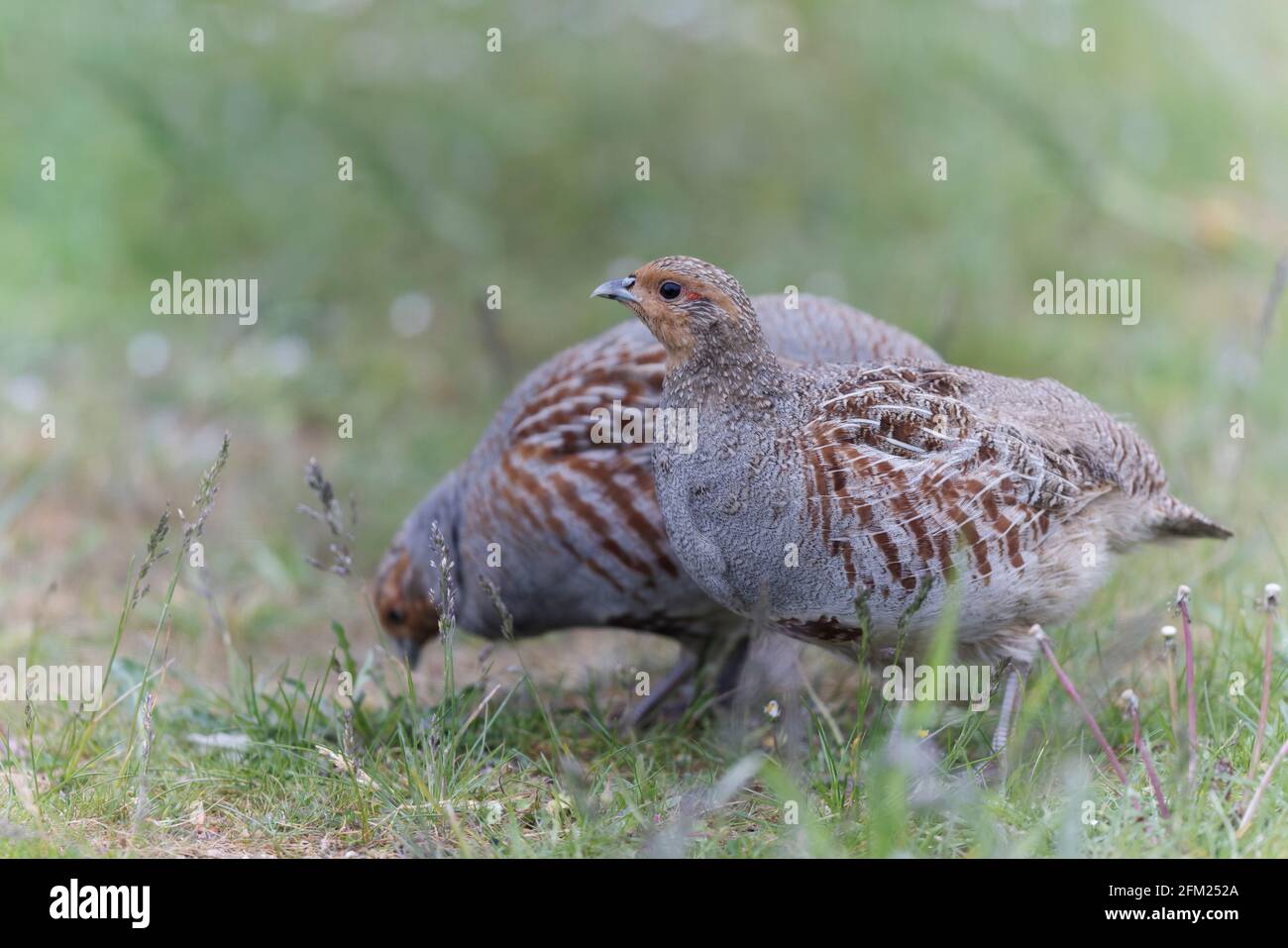 Grey partridge perdix perdix female hi-res stock photography and images ...