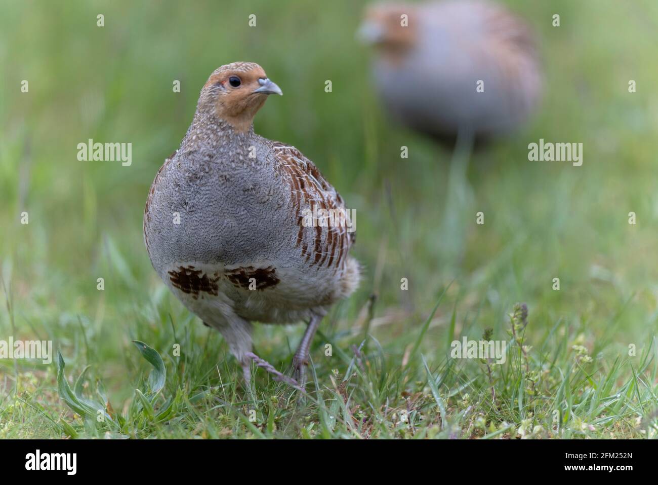 Grey partridge perdix perdix female hi-res stock photography and images ...