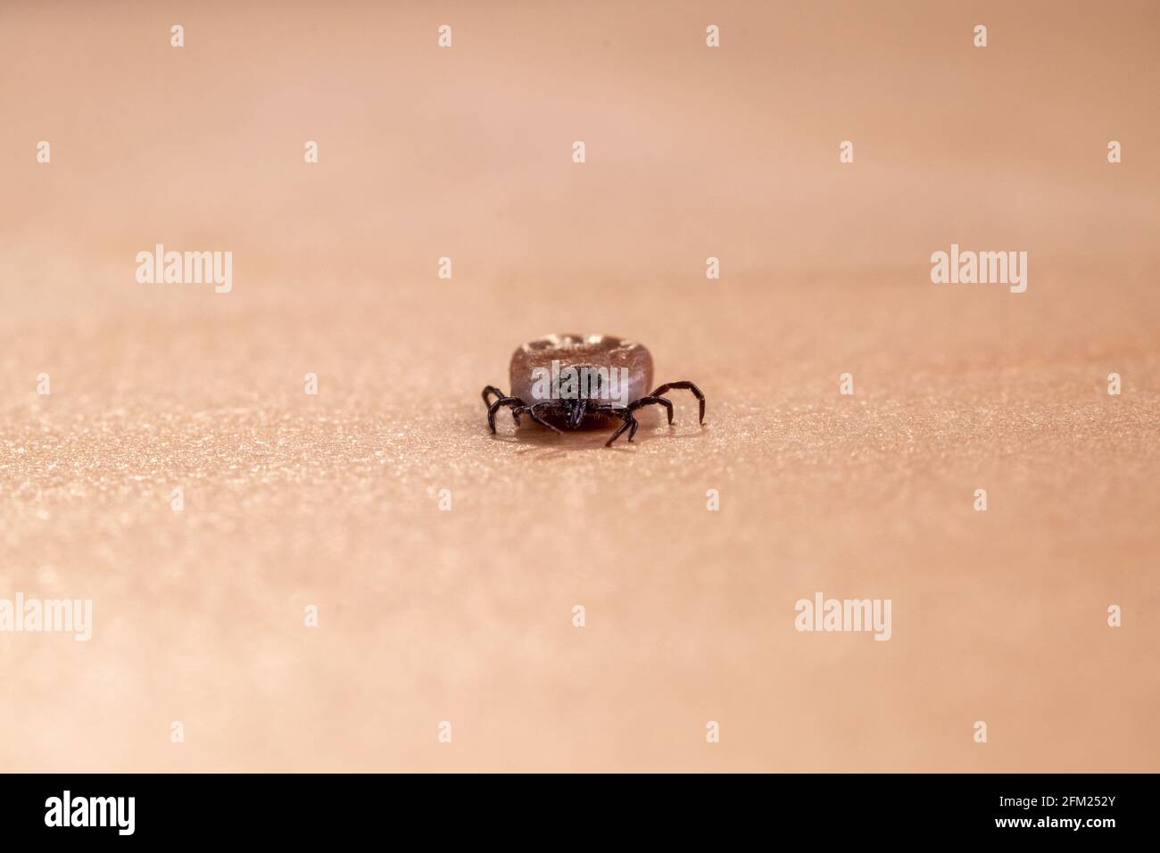 Engorged tick on wood. Lyme disease caused by borrelia Stock Photo - Alamy