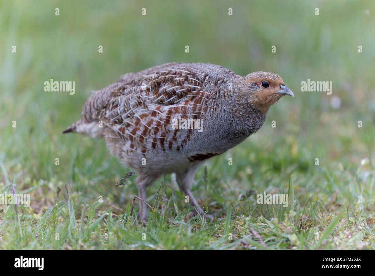 Grey partridge perdix perdix female hi-res stock photography and images ...