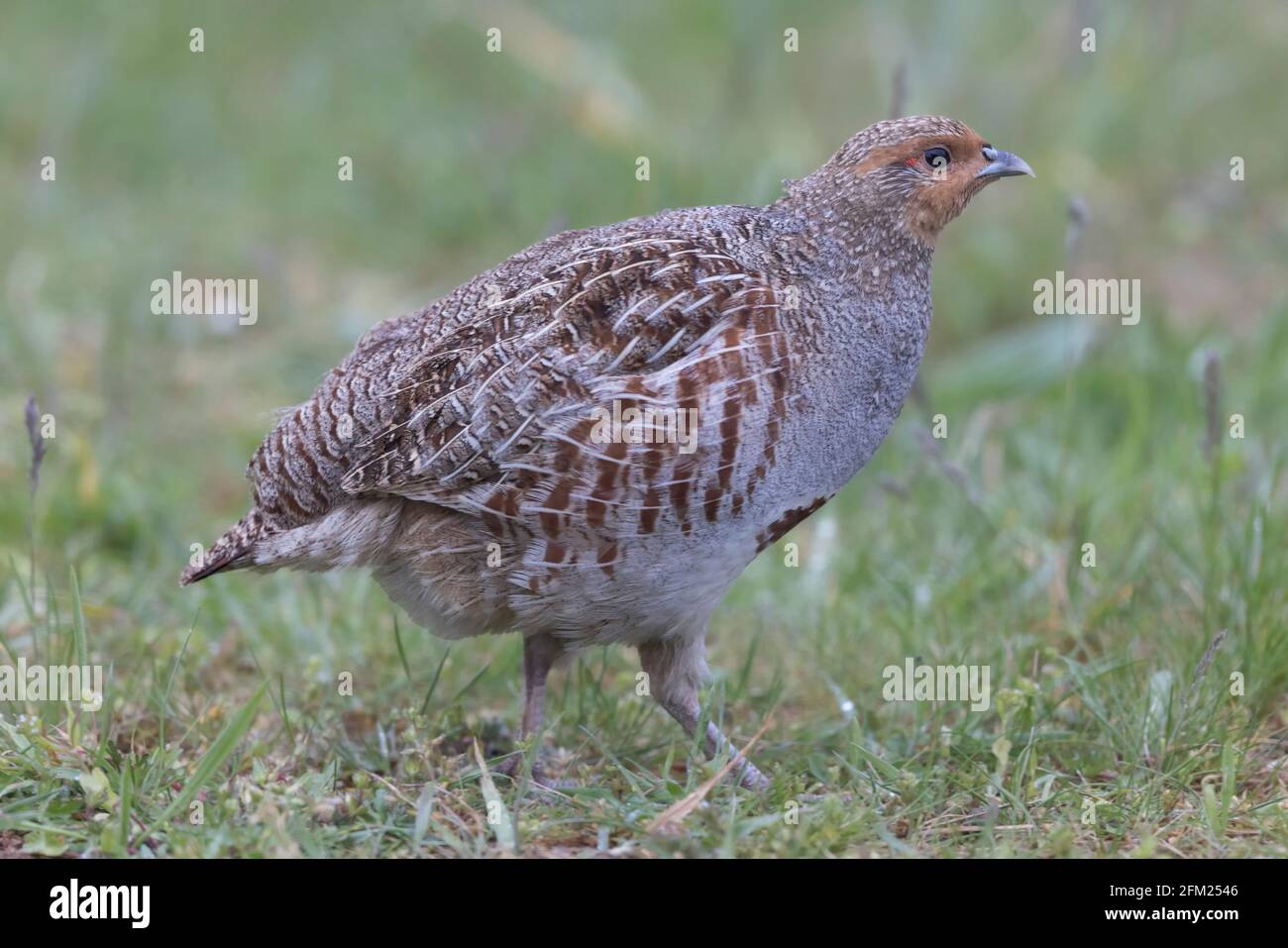 Grey patridge bird hi-res stock photography and images - Alamy