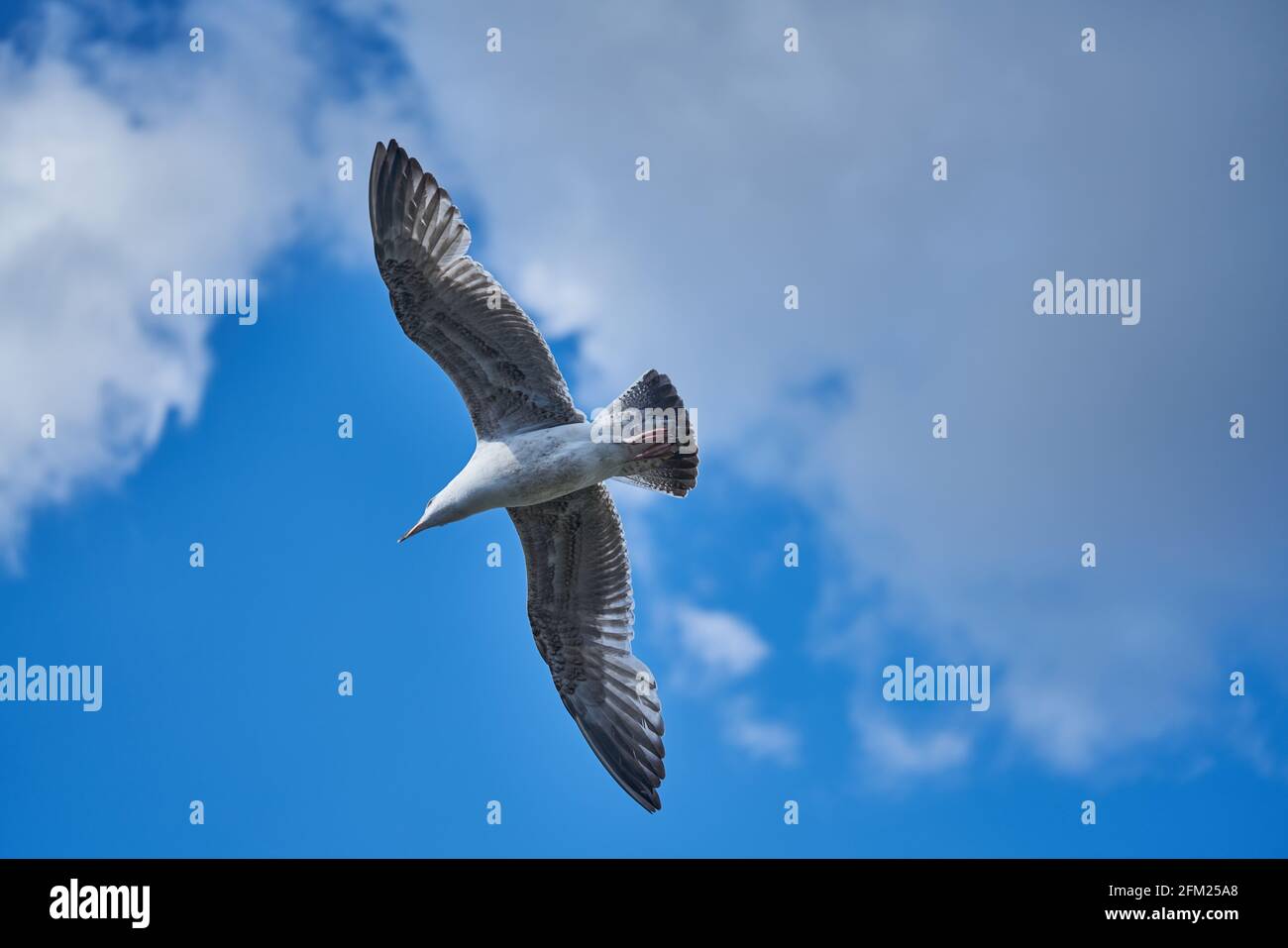 seagull flying high on the wind. flying gull. Seagull flying on ...