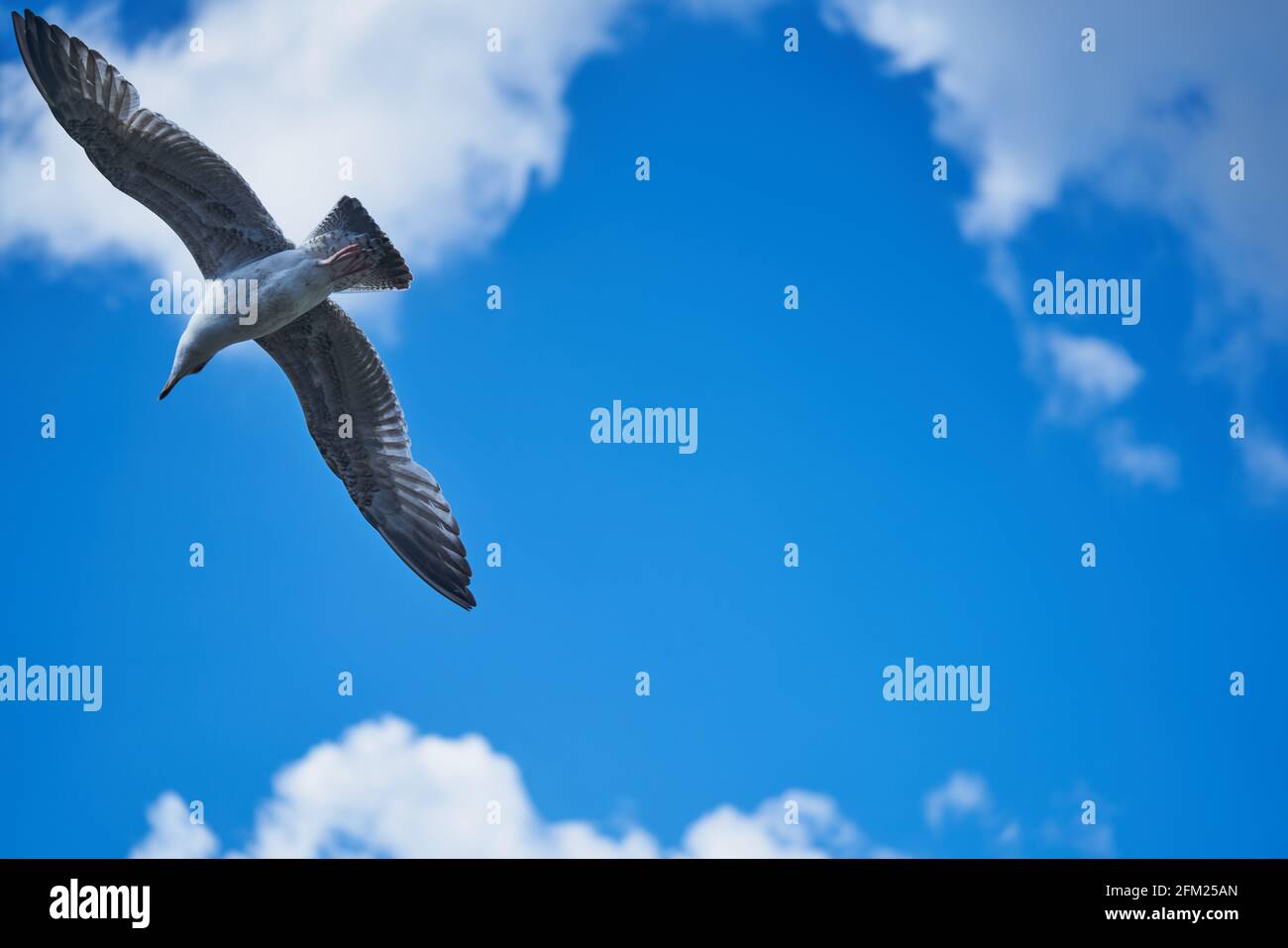 seagull flying high on the wind. flying gull. Seagull flying on ...