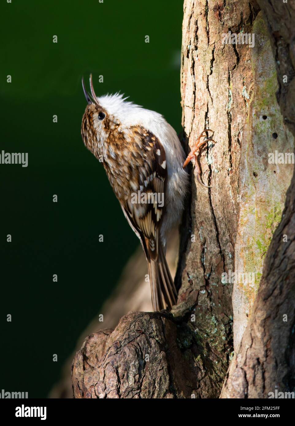 Treecreeper around the nest cavity in early spring time Stock Photo - Alamy