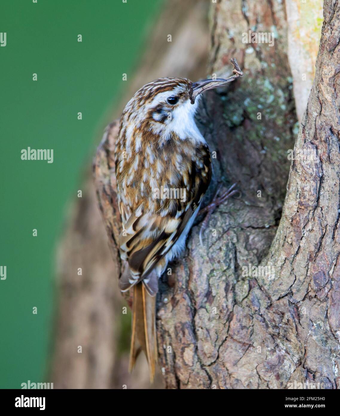 Treecreeper around the nest cavity in early spring time Stock Photo - Alamy