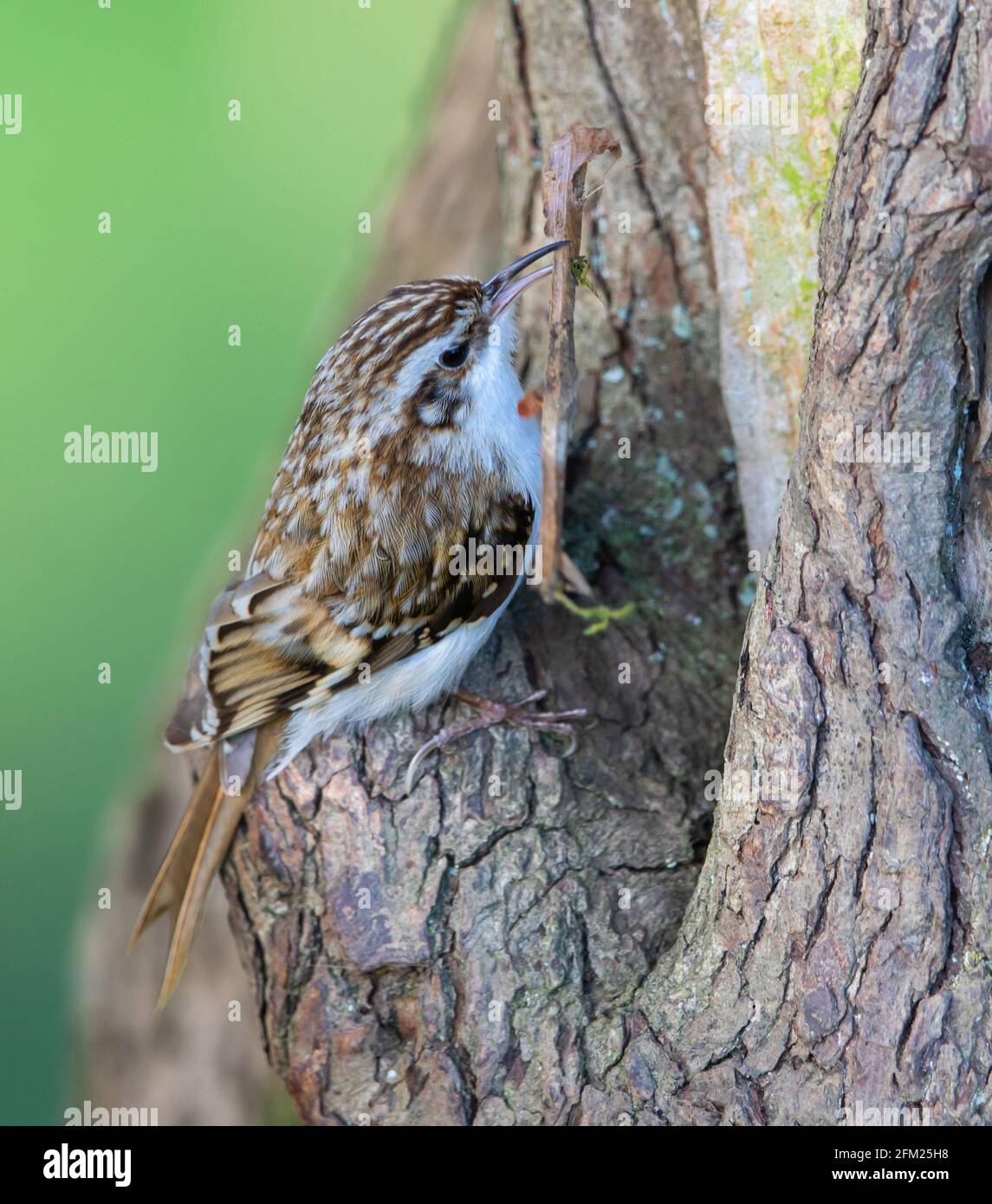 Treecreeper around the nest cavity in early spring time Stock Photo - Alamy