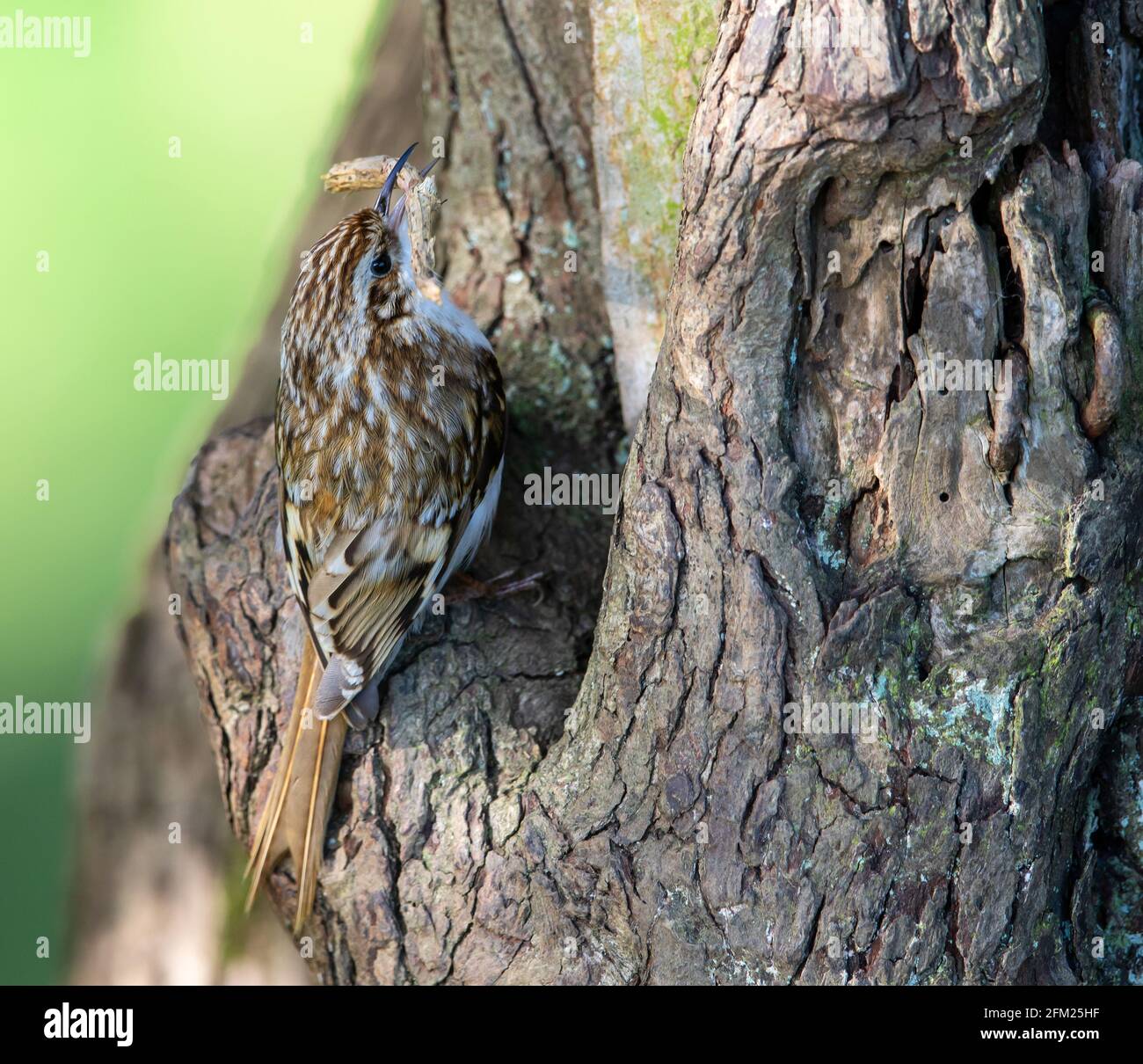 Treecreeper around the nest cavity in early spring time Stock Photo - Alamy