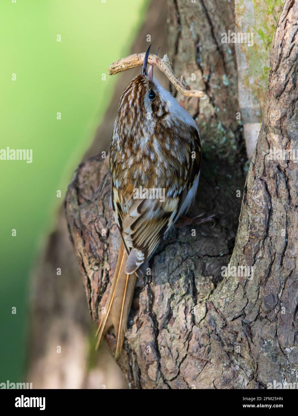 Treecreeper around the nest cavity in early spring time Stock Photo - Alamy