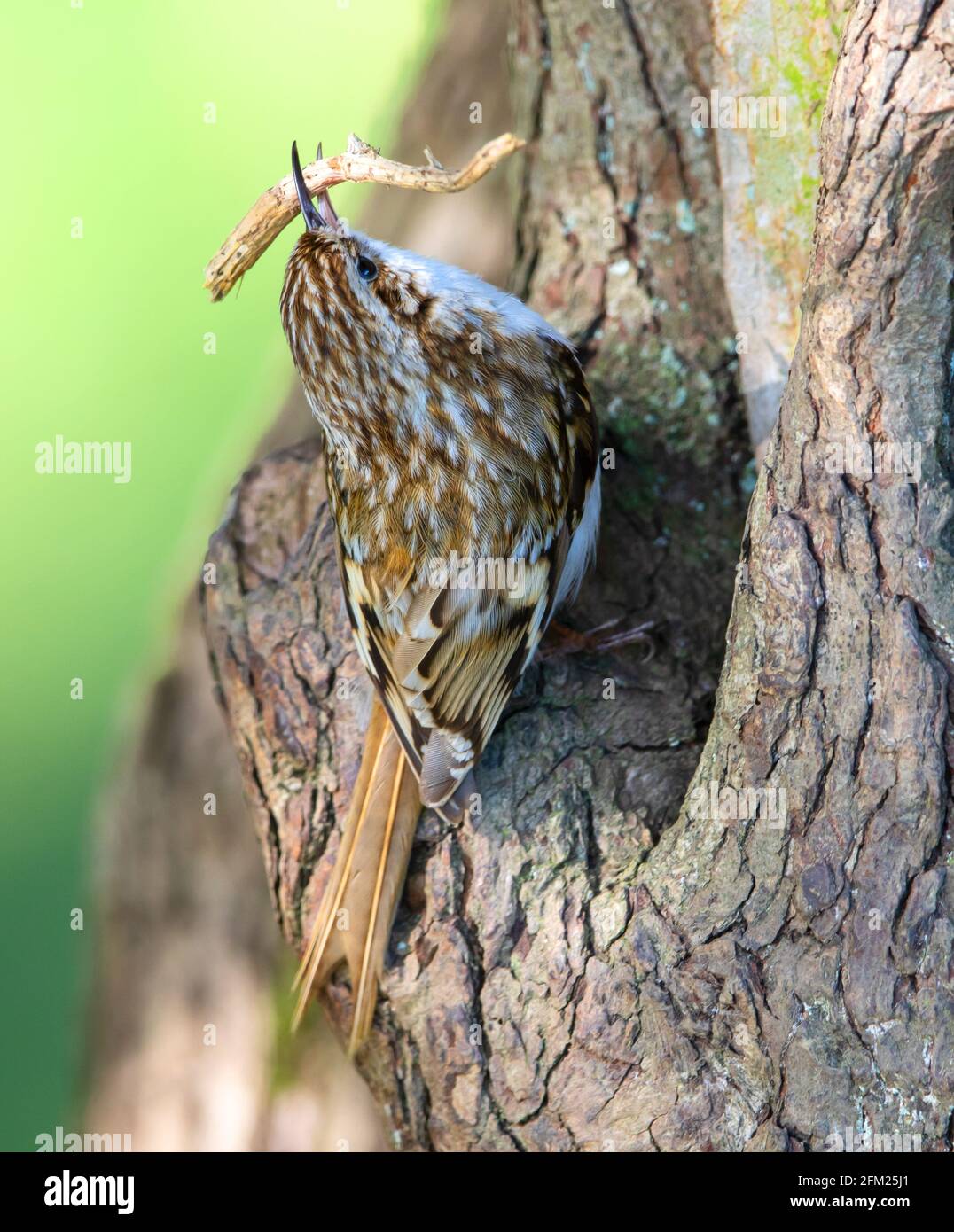 Treecreeper around the nest cavity in early spring time Stock Photo - Alamy