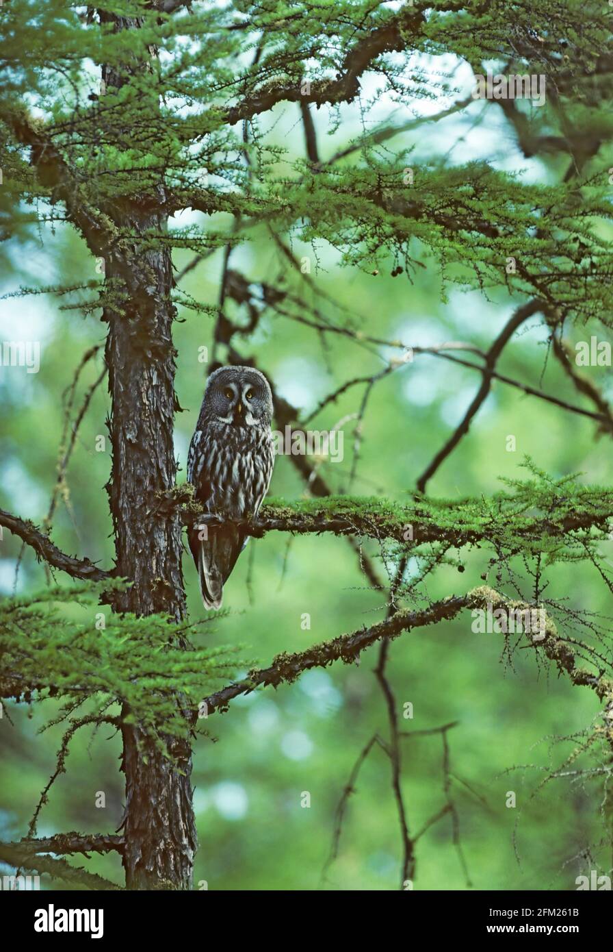 Great Grey Owl Strix nebulosa Siberia, Russia BI005867 Stock Photo - Alamy