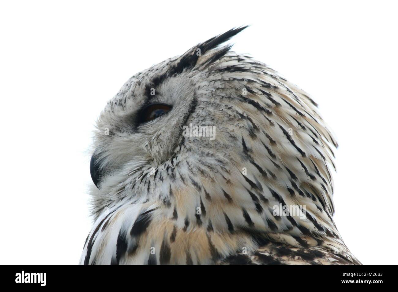 The Owls (Strigiformes) are an order of birds Stock Photo - Alamy
