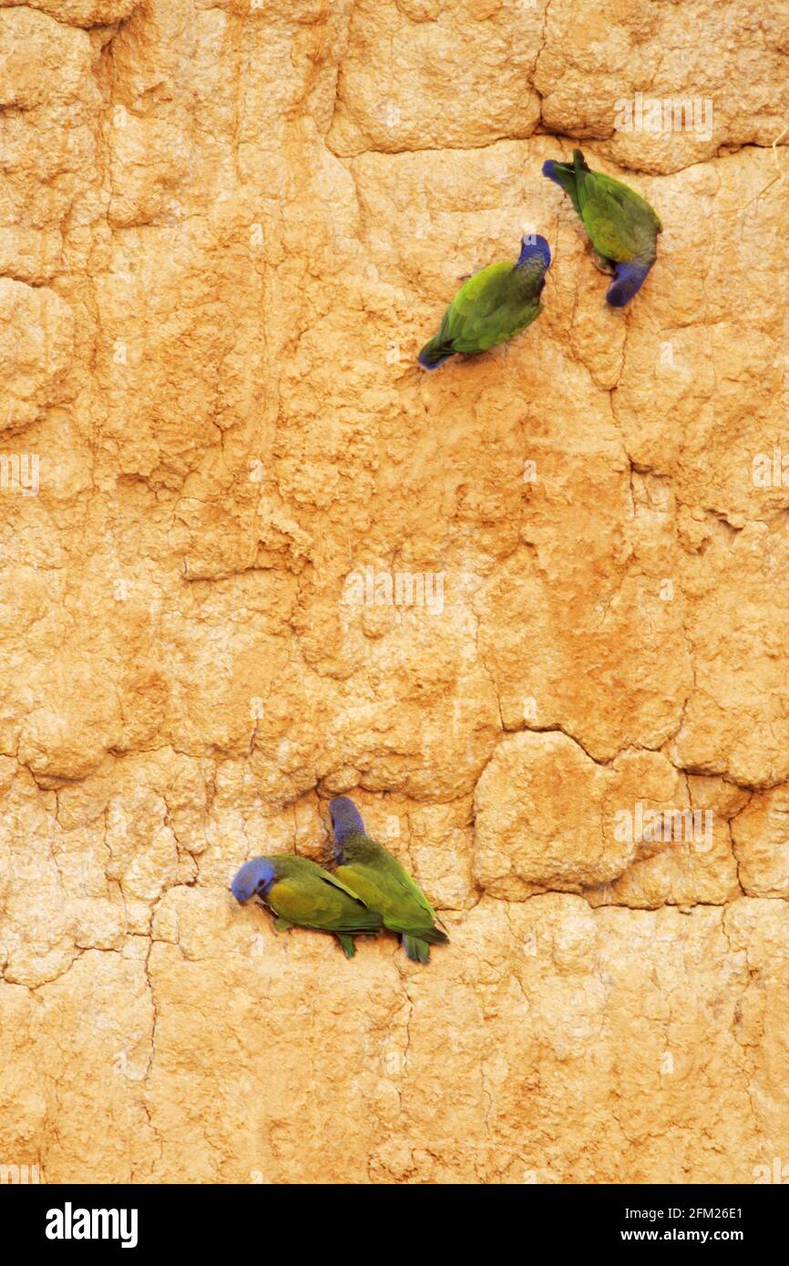 Blue Headed Parrot - At Clay Lick Pionus menstruus Manu Biosphere ...
