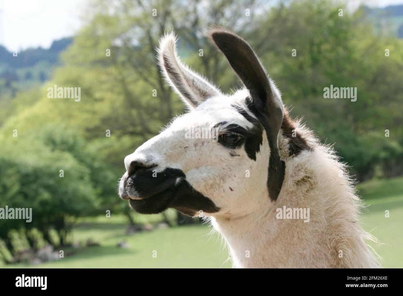 Lama species hi-res stock photography and images - Alamy