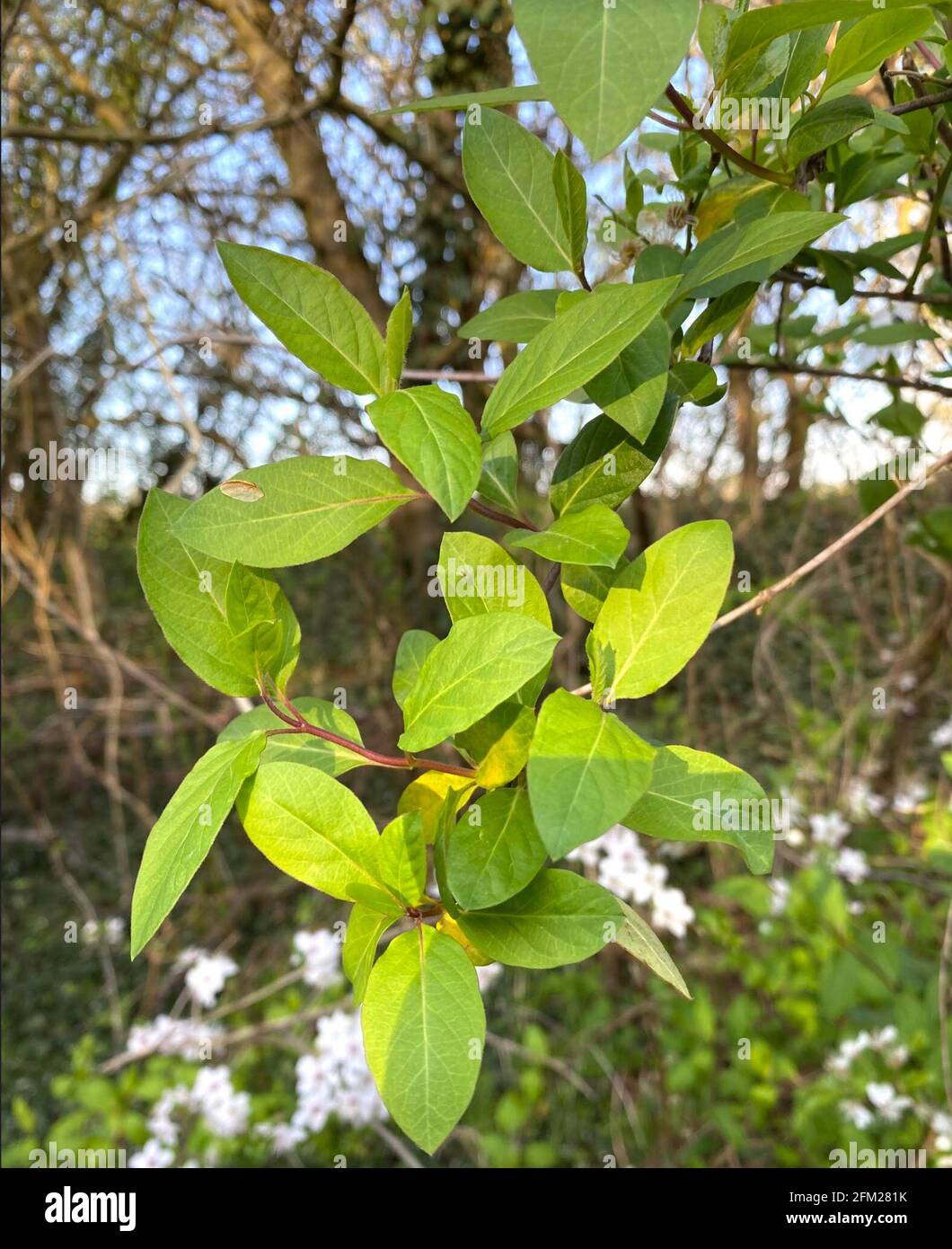 WAYFARER TREE Viburnum lantana leave in eartly Spring. Photo: Tony Gale ...
