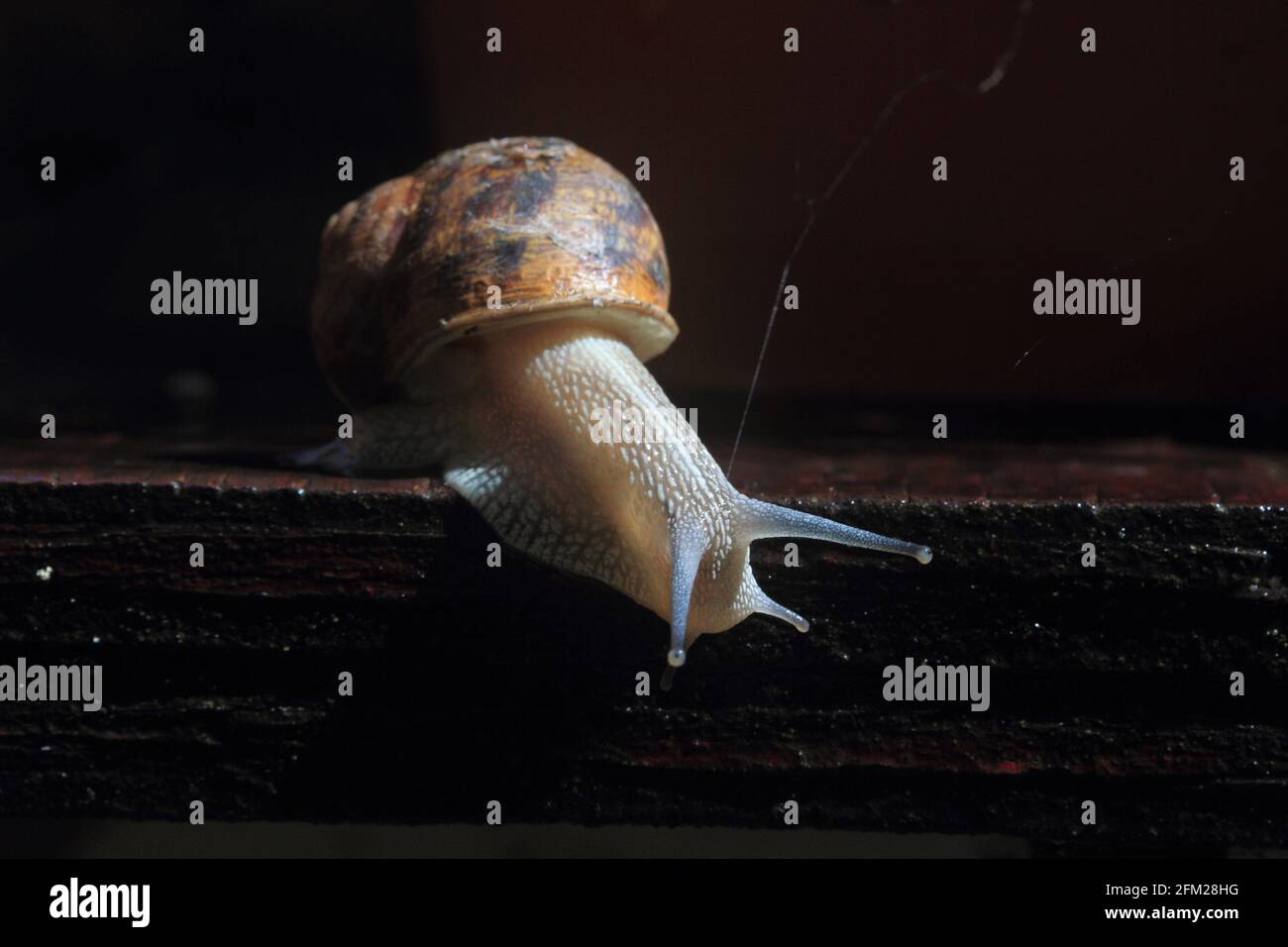 snail sliding on a wood with black background Stock Photo - Alamy