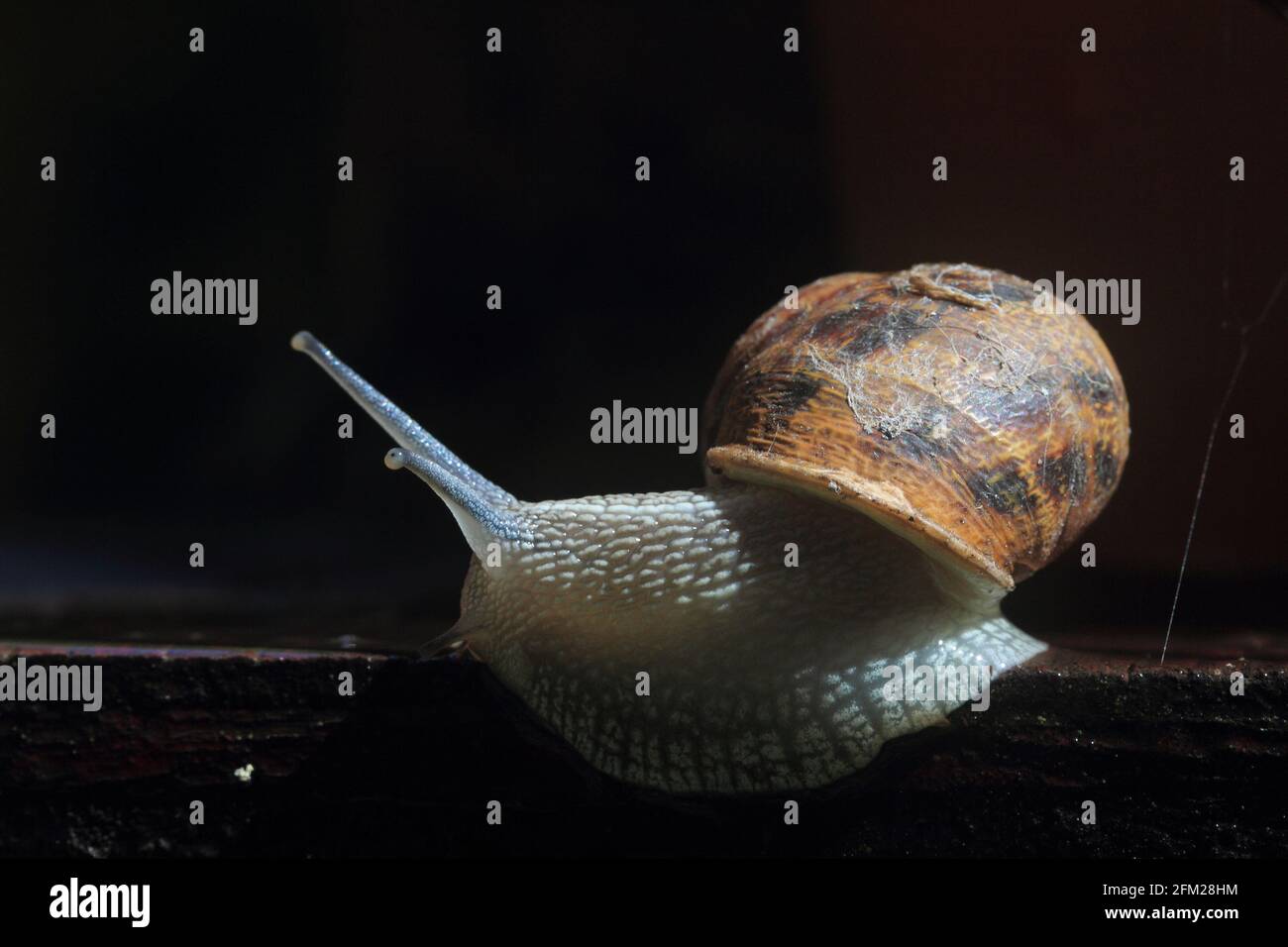 snail sliding on a wood with black background Stock Photo - Alamy