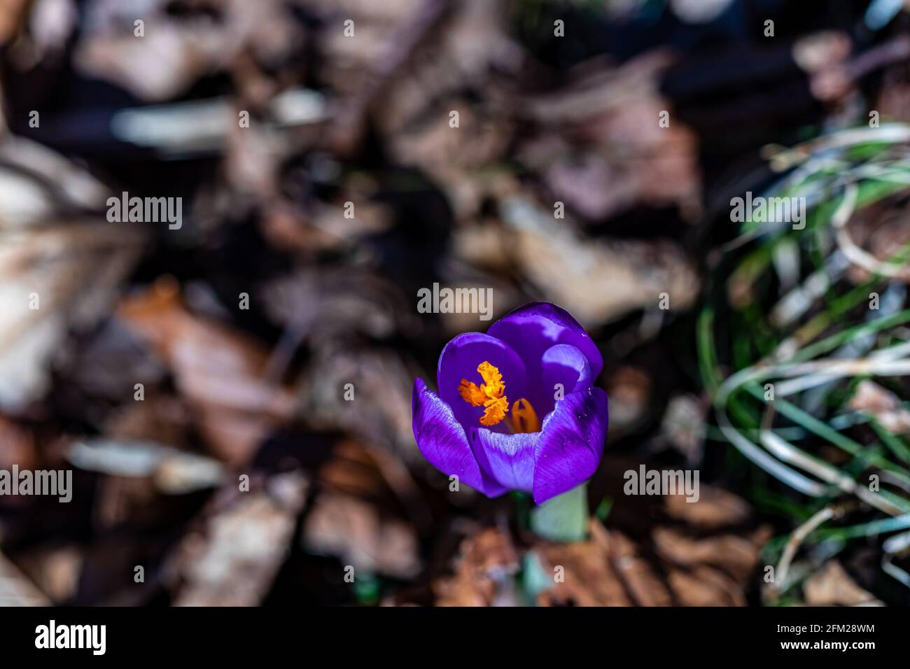 Crocus plant in the forest, macro shoot Stock Photo - Alamy