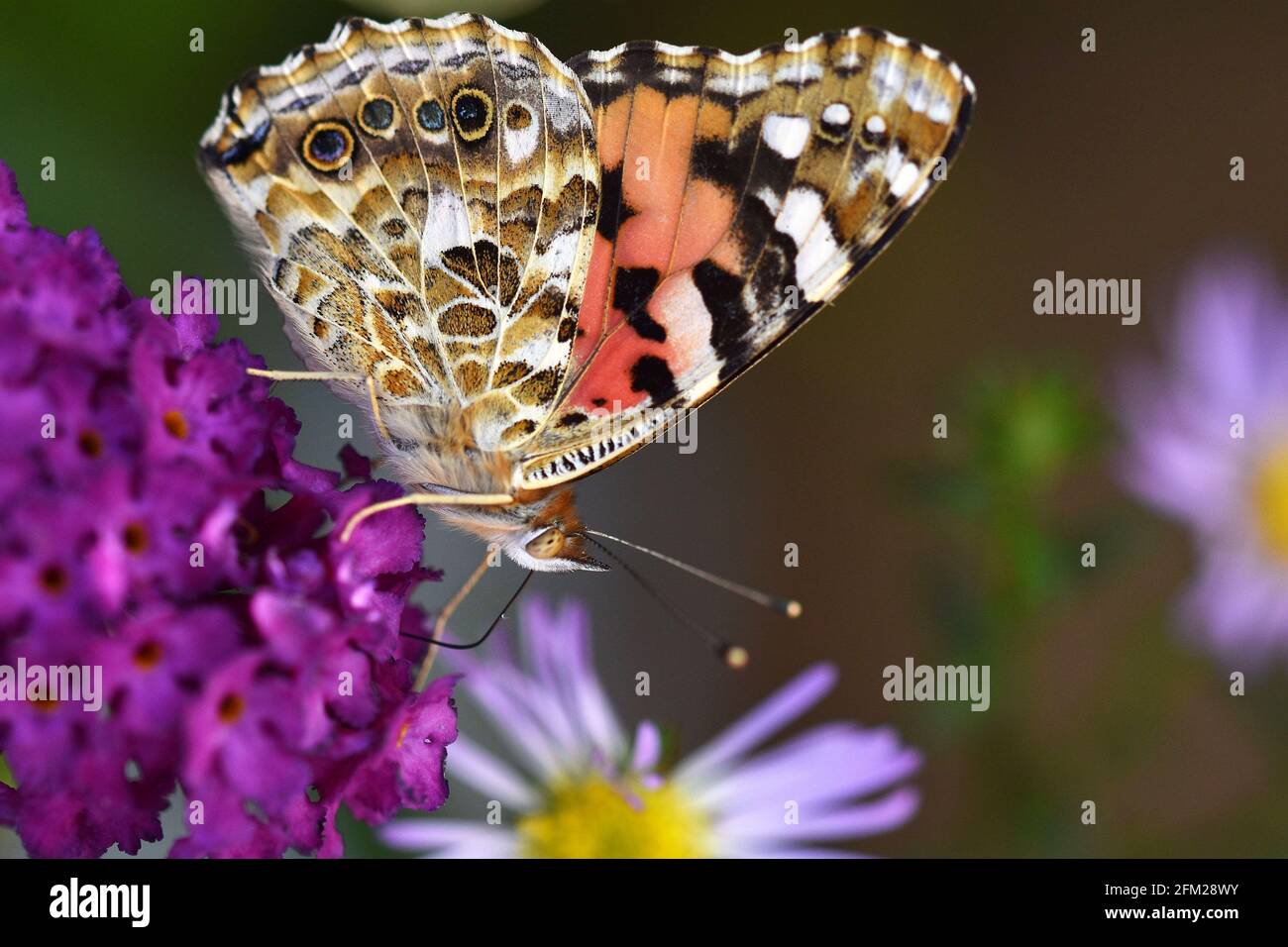 Scientific name cunthia cardui hi-res stock photography and images - Alamy