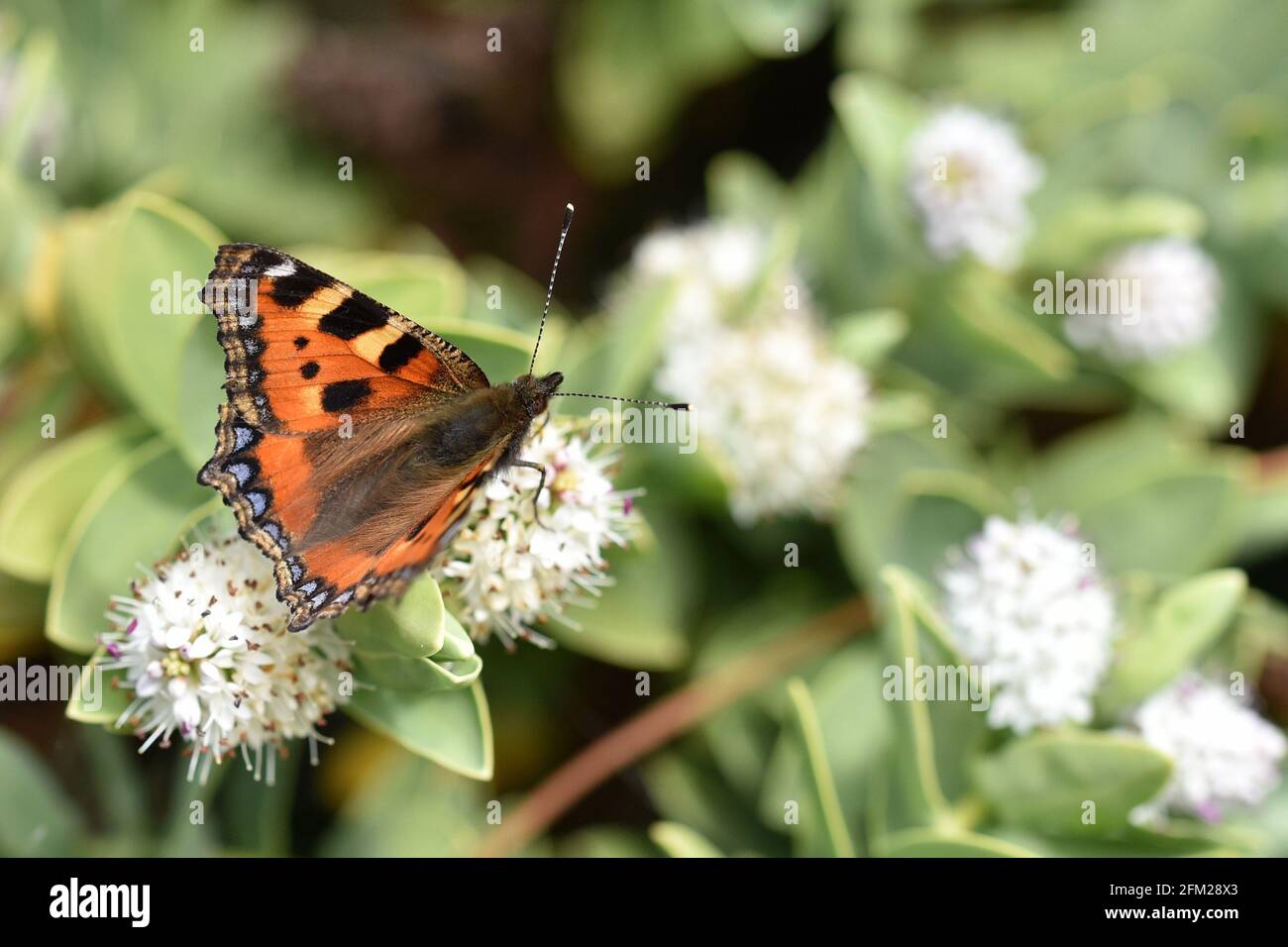 Small Tortoiseshell Butterfly Stock Photo - Alamy