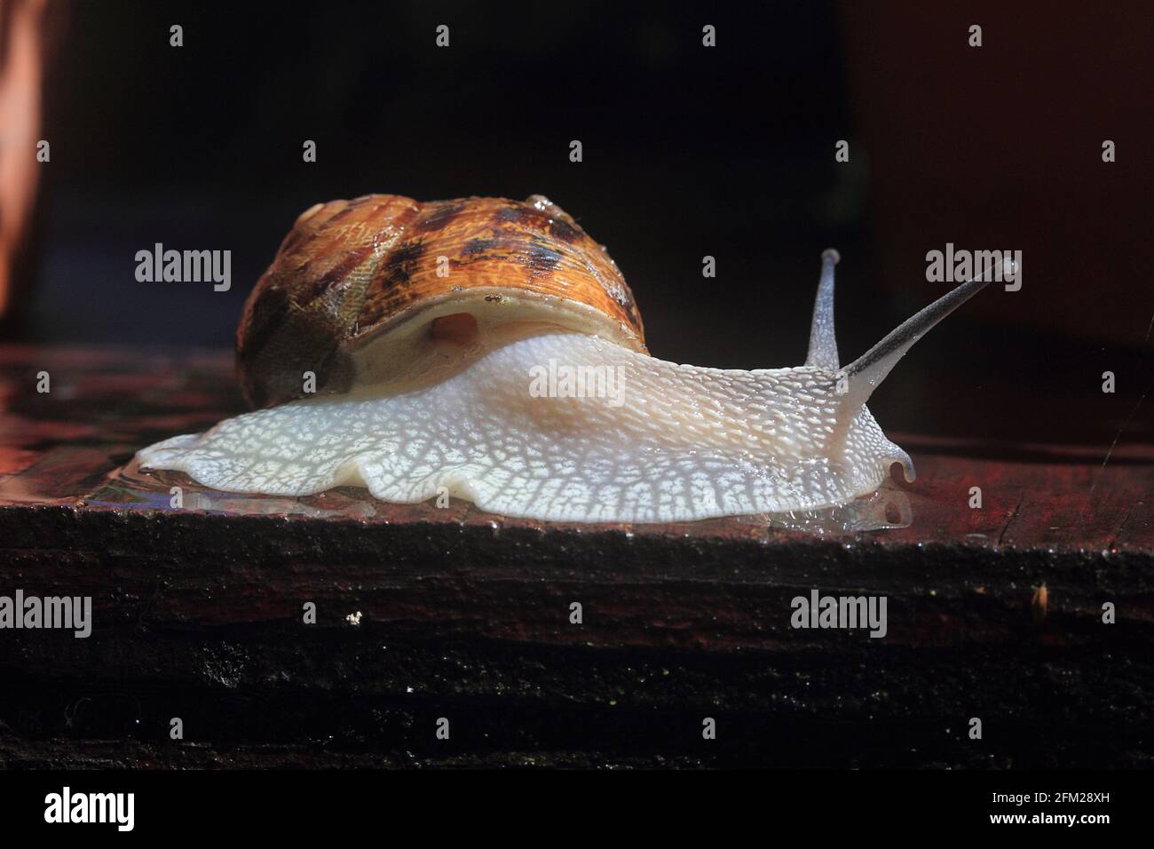 snail sliding on a wood with black background Stock Photo - Alamy