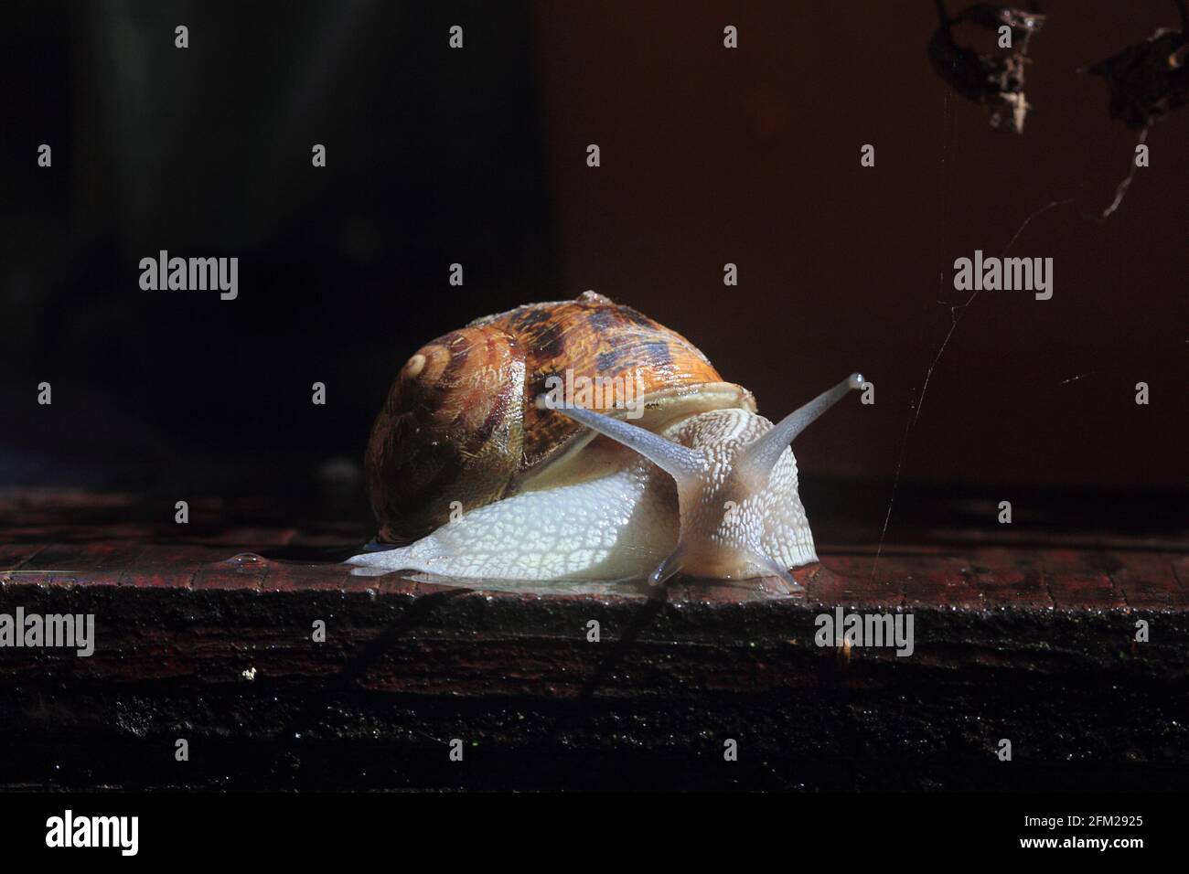 snail sliding on a wood with black background Stock Photo - Alamy