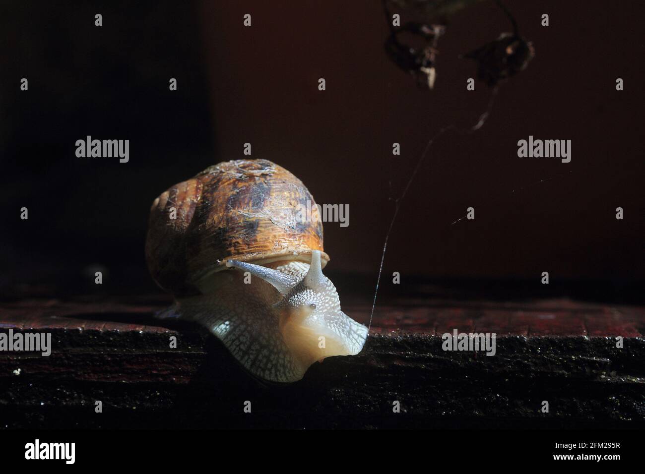 snail sliding on a wood with black background Stock Photo - Alamy