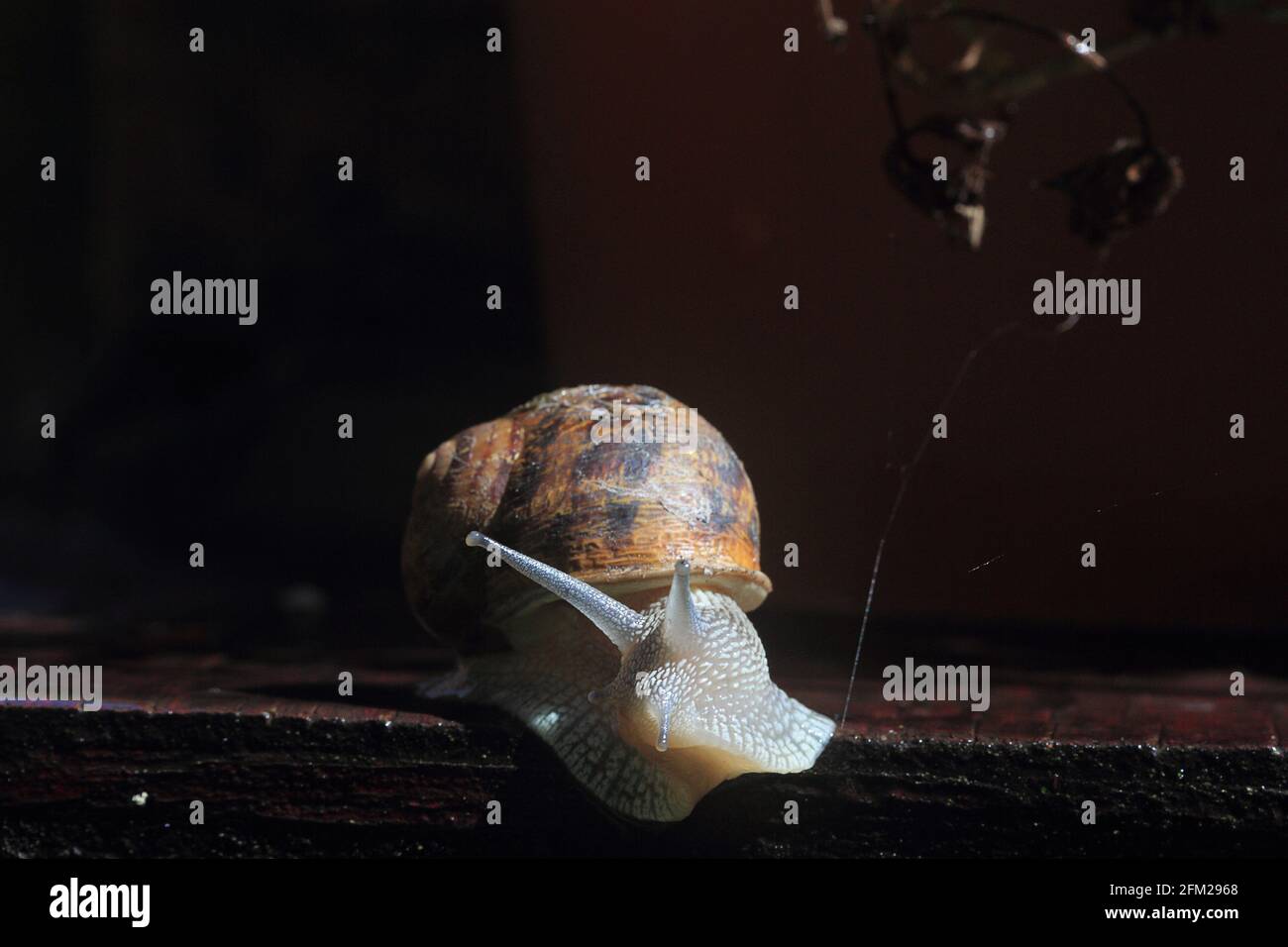 snail sliding on a wood with black background Stock Photo - Alamy