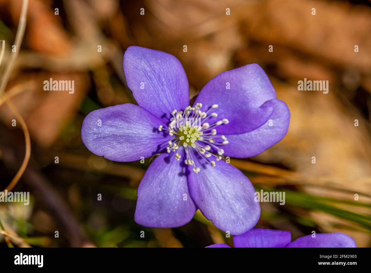 Hepatica flowers in the forest, close up Stock Photo - Alamy