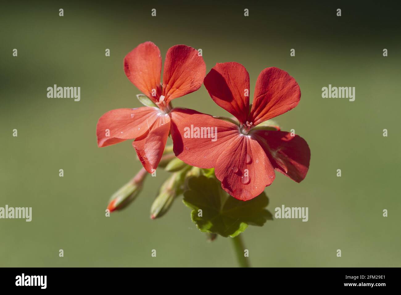 Horseshoe pelargonium hi-res stock photography and images - Alamy
