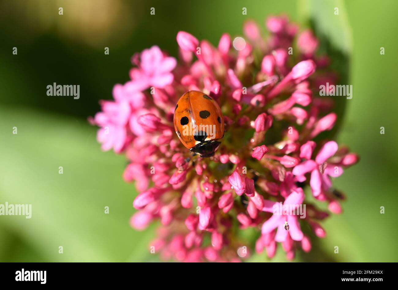 Popular ladybird hi-res stock photography and images - Alamy