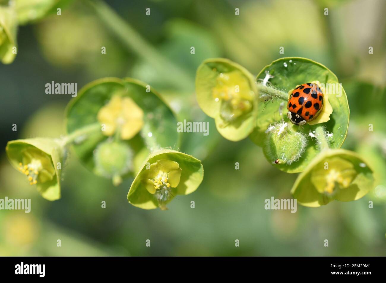 Popular ladybird hi-res stock photography and images - Alamy